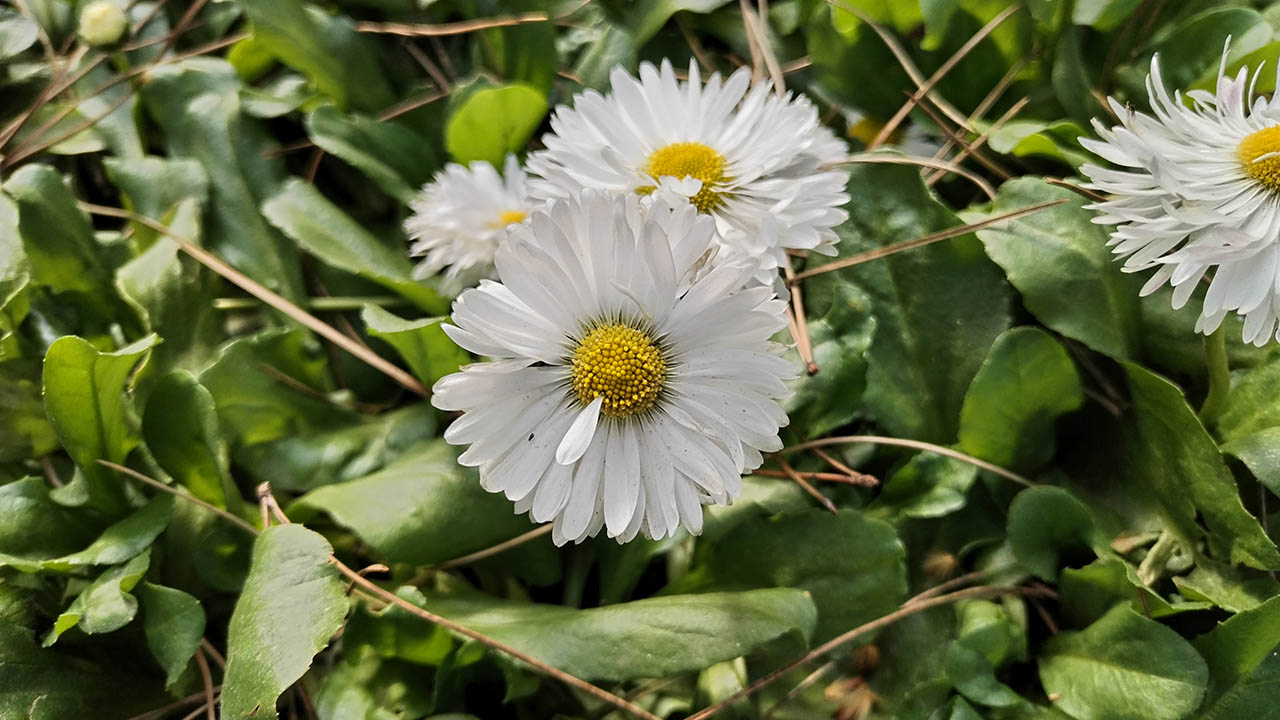 Honor X9a incelemesi - Sayfa 6 / 8 - LOG